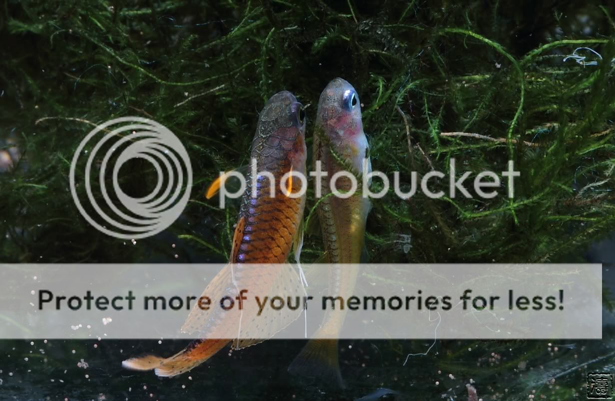 Pseudomugil sp."Timika" | Aquatic Plant Forum