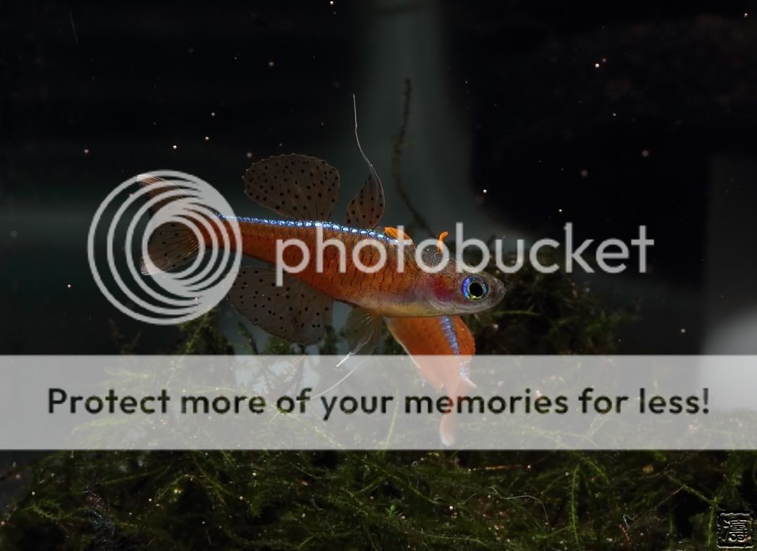 Pseudomugil sp."Timika" | Aquatic Plant Forum