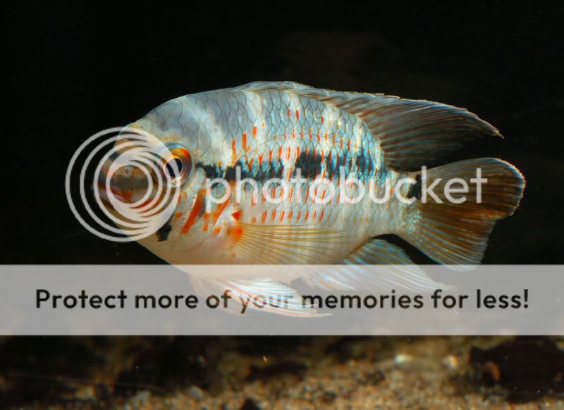 Krobia (fish) - Alchetron, The Free Social Encyclopedia