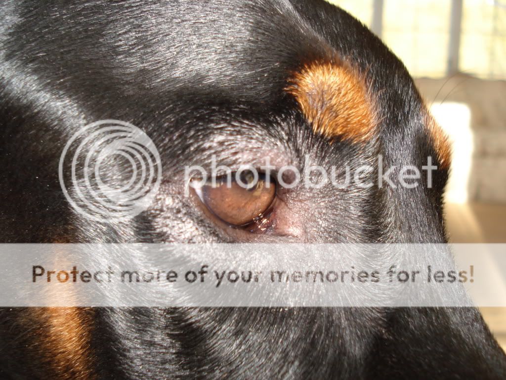 Skin Problem Around Eyes | Page 2 | Doberman Forum : Doberman Breed Dog ...