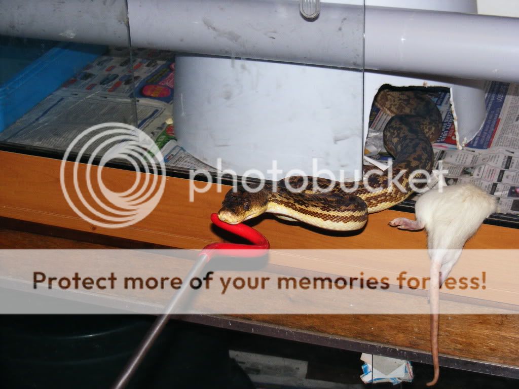 Large Snake Hides | Reptile Forums