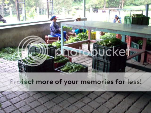 Timotes | Edo Mérida | Un Emporio Agrícola | Page 2 | SkyscraperCity Forum