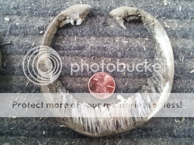 Stretched Laminae | The Horse Forum