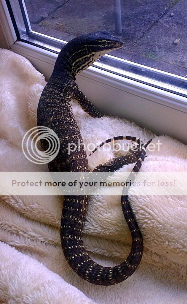 Argus Monitor sexing | Reptile Forums