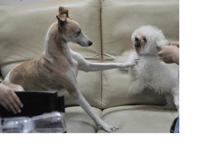 Whippet Animated Gifs | Photobucket