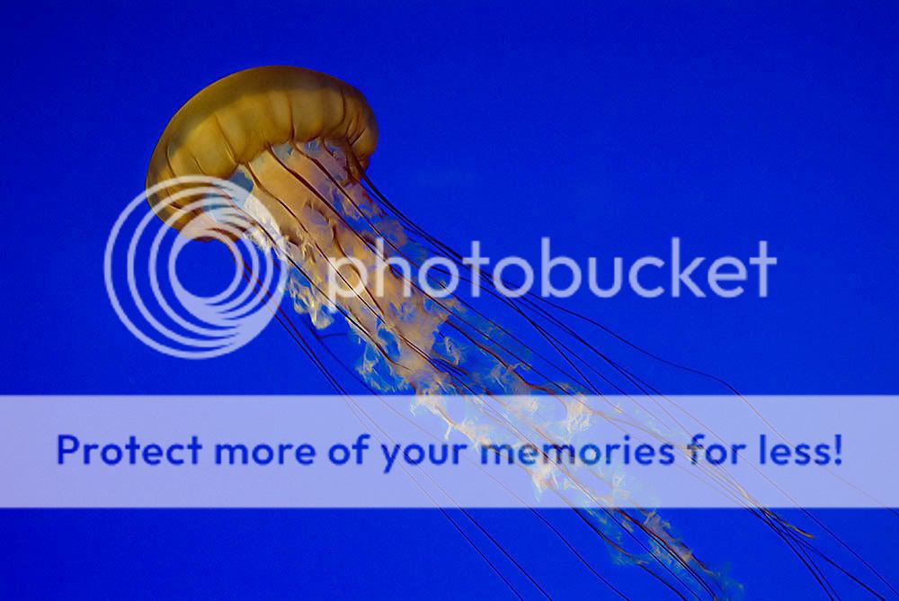 Portraits of a jelly fish - PentaxForums.com