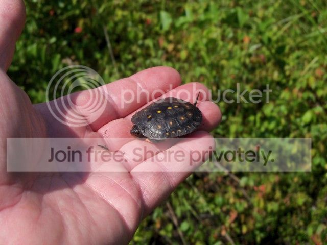 Juvie Turtles - Field Herp Forum